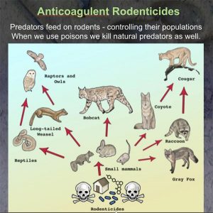 Rat Poisons Aren't Selective - Urban Edge Wildlife