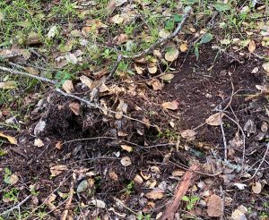 Social Distancing Mountain Lion Style - Urban Edge Wildlife